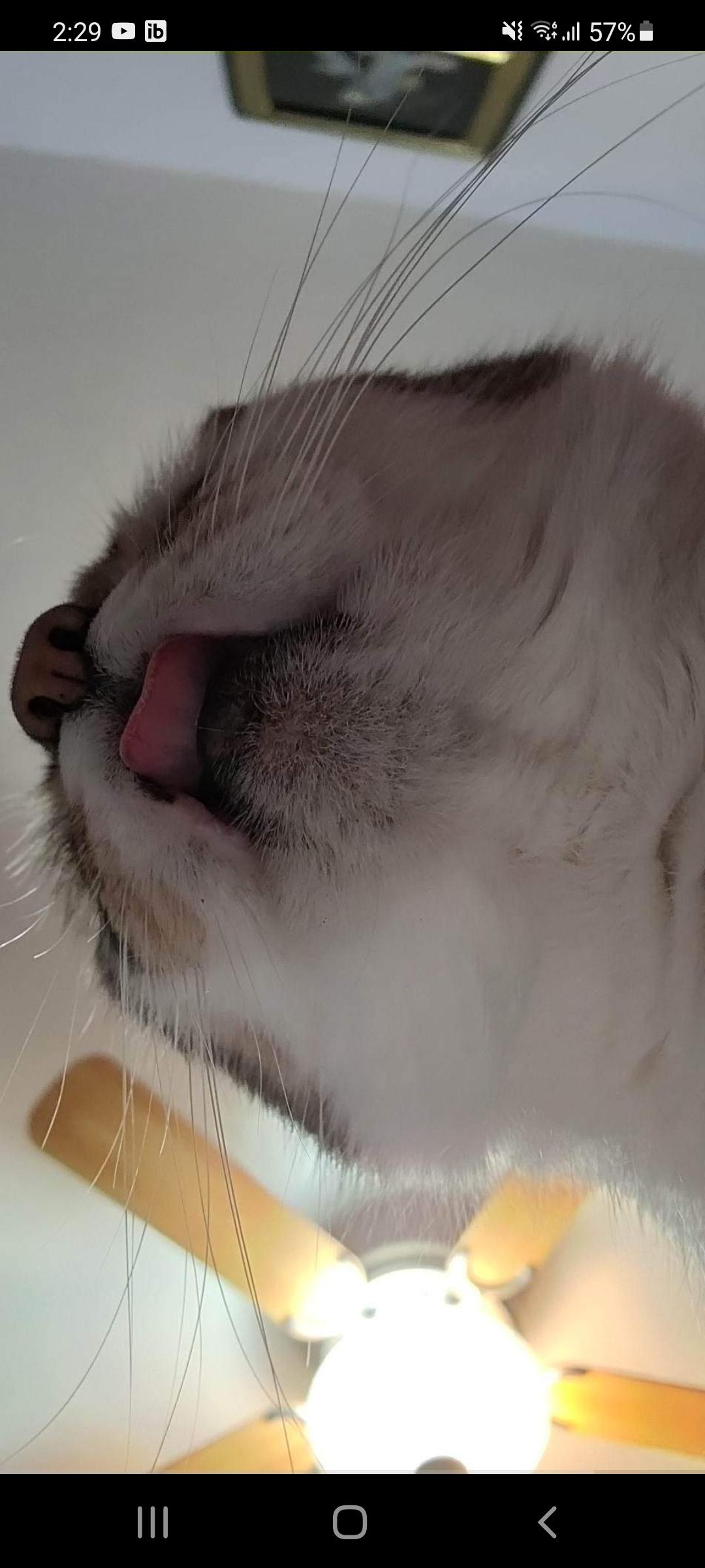 Beneath the blep | Scrolller