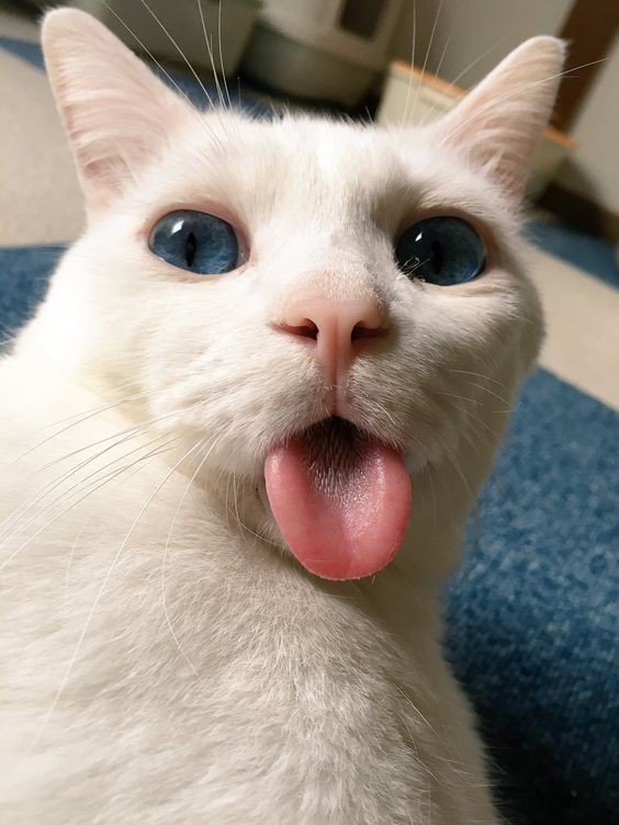 Cute blep🥺 | Scrolller