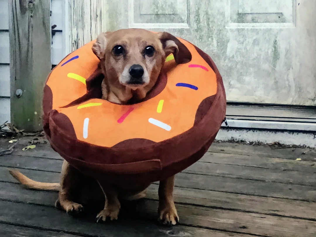 Sarah McLachlan plays softly in the background | Scrolller