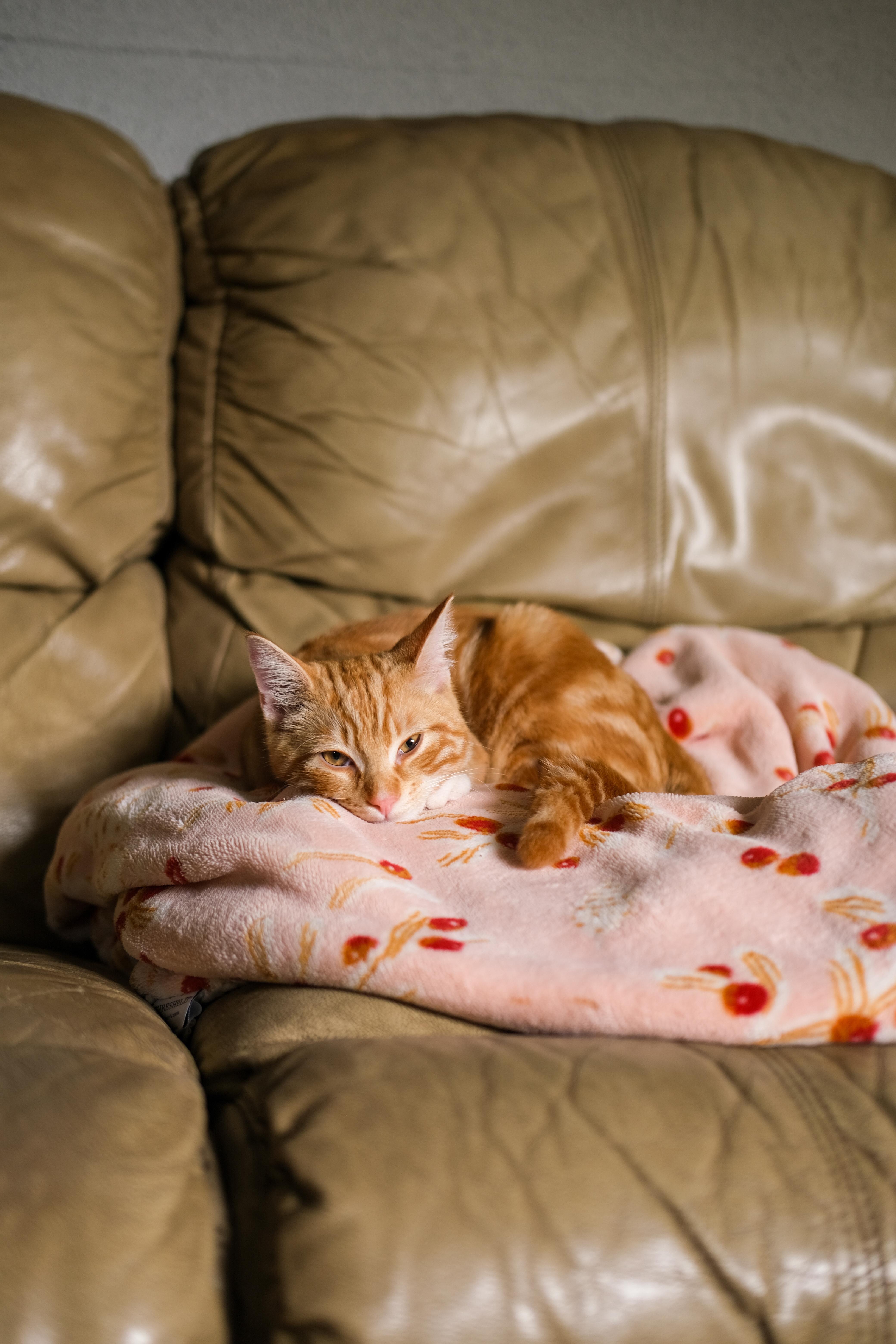 Meet George | Scrolller