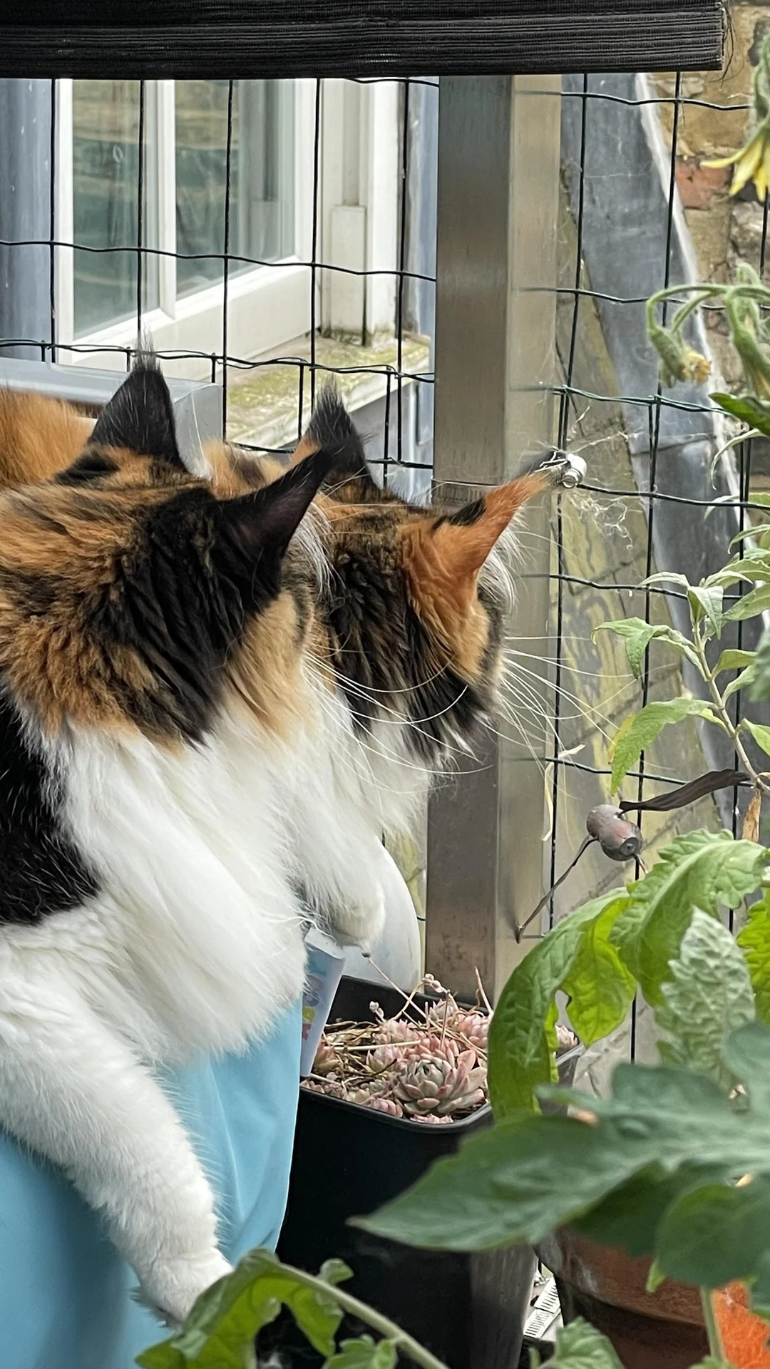 The rare two-headed calico Maine has seen a pigeon | Scrolller