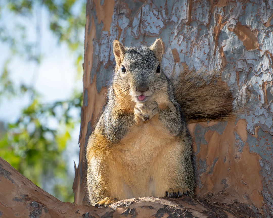Early morning, waiting for seeds Squirrel | Scrolller