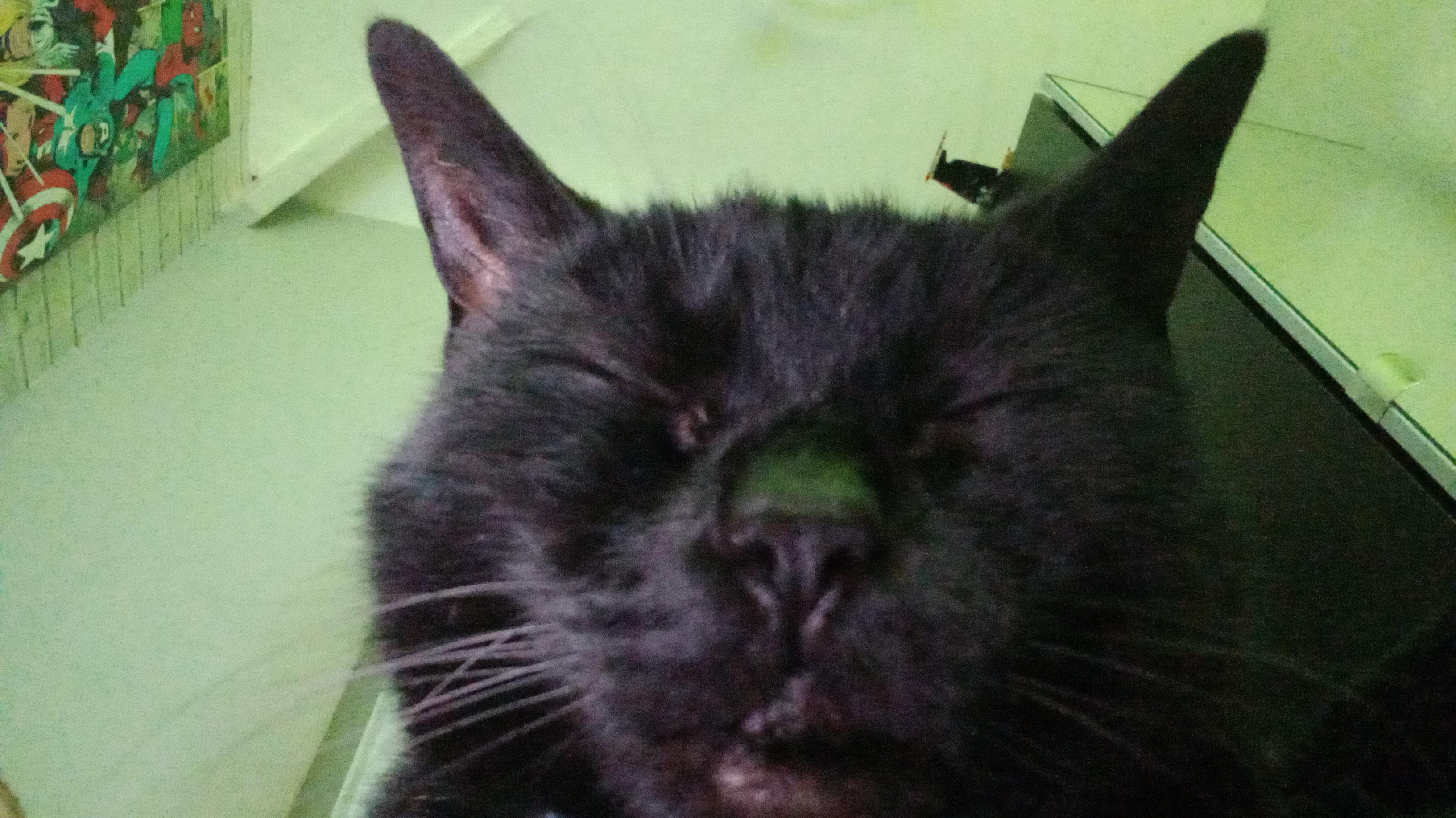 My void kitty is doing the sleep [oc] | Scrolller