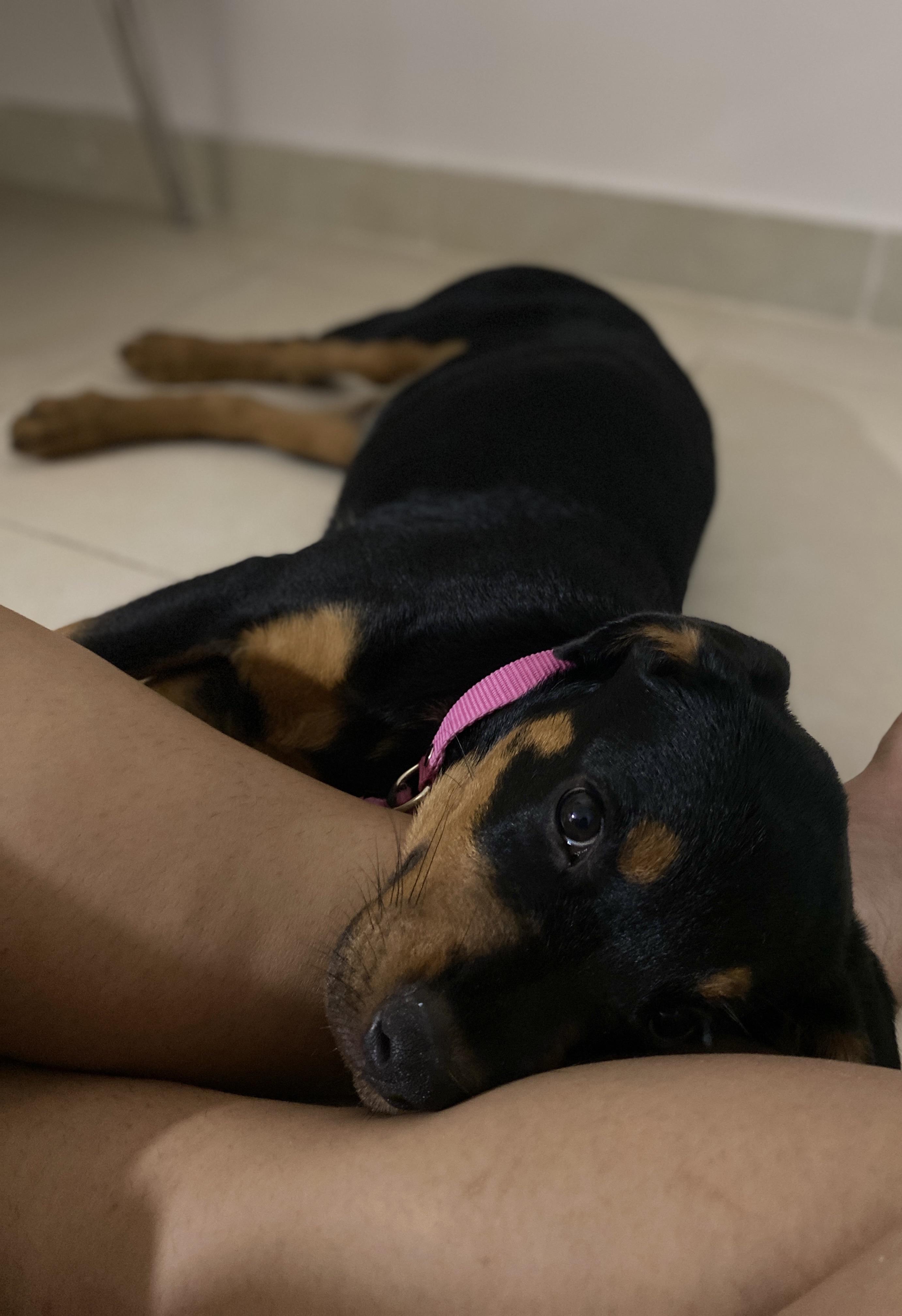 Questions about raw feeding | Scrolller