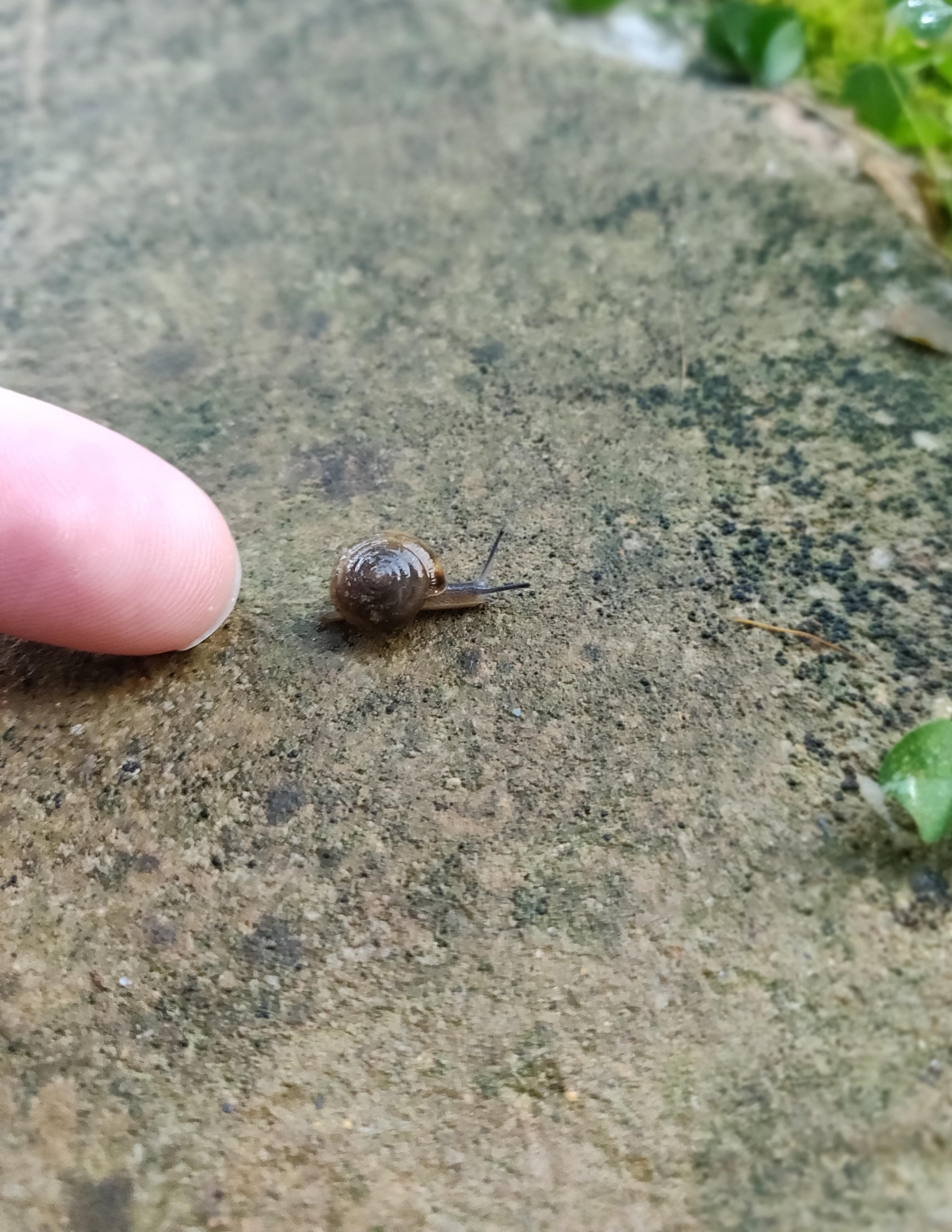 Discover more like Mildlyinteresting: (OC) tiniest snail I've ever seen and Related Content ...