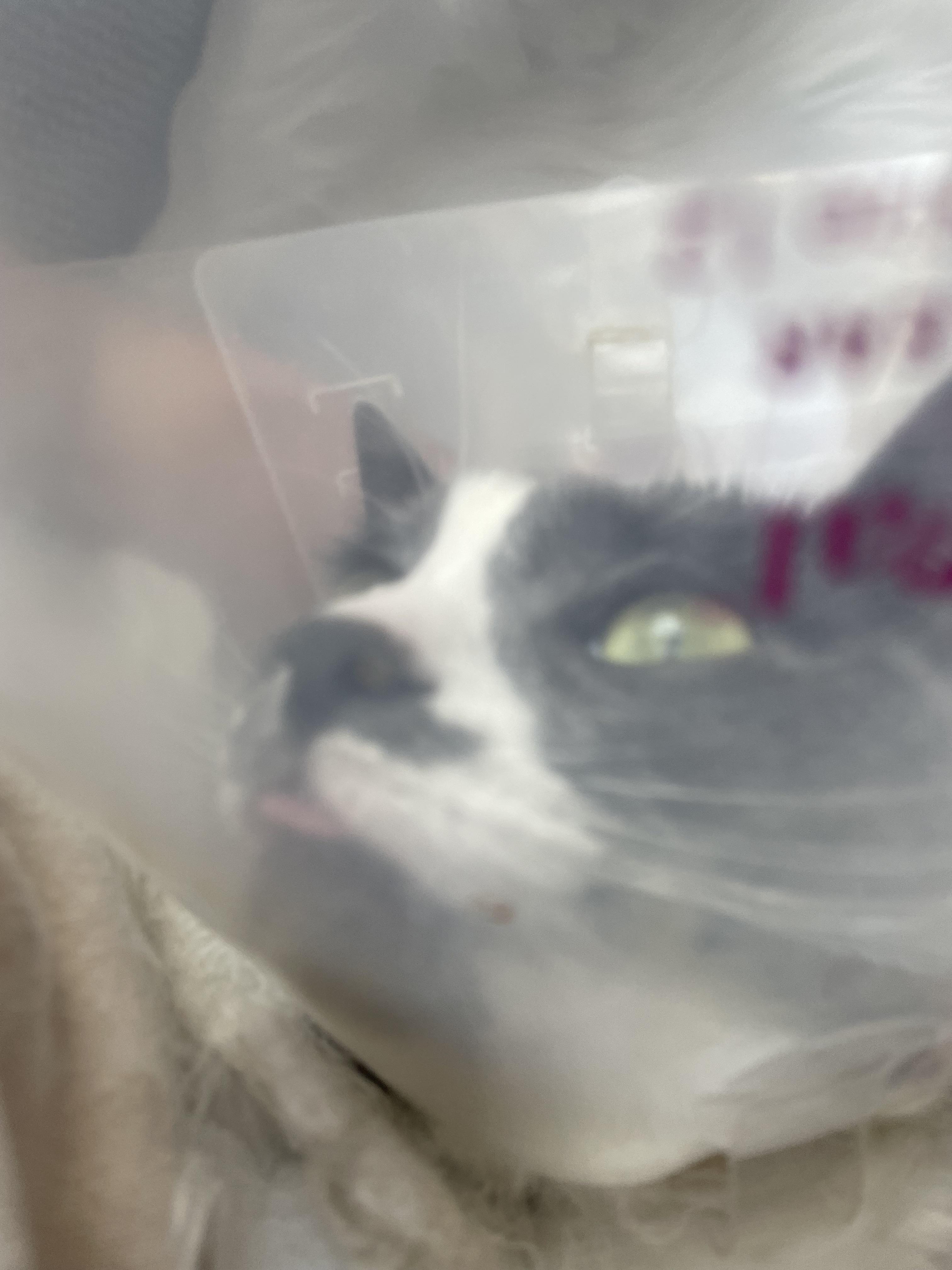 Sick man does sick blep | Scrolller