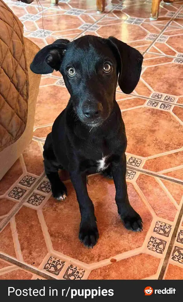 Name suggestions for my new rescue? | Scrolller