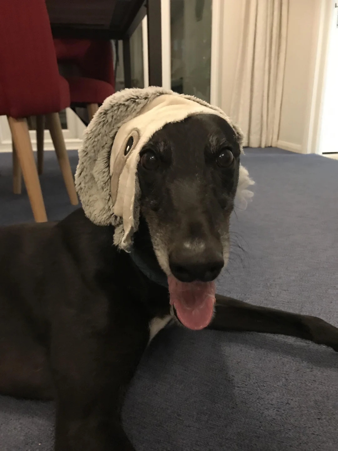 Wearing the hide of her victim | Scrolller