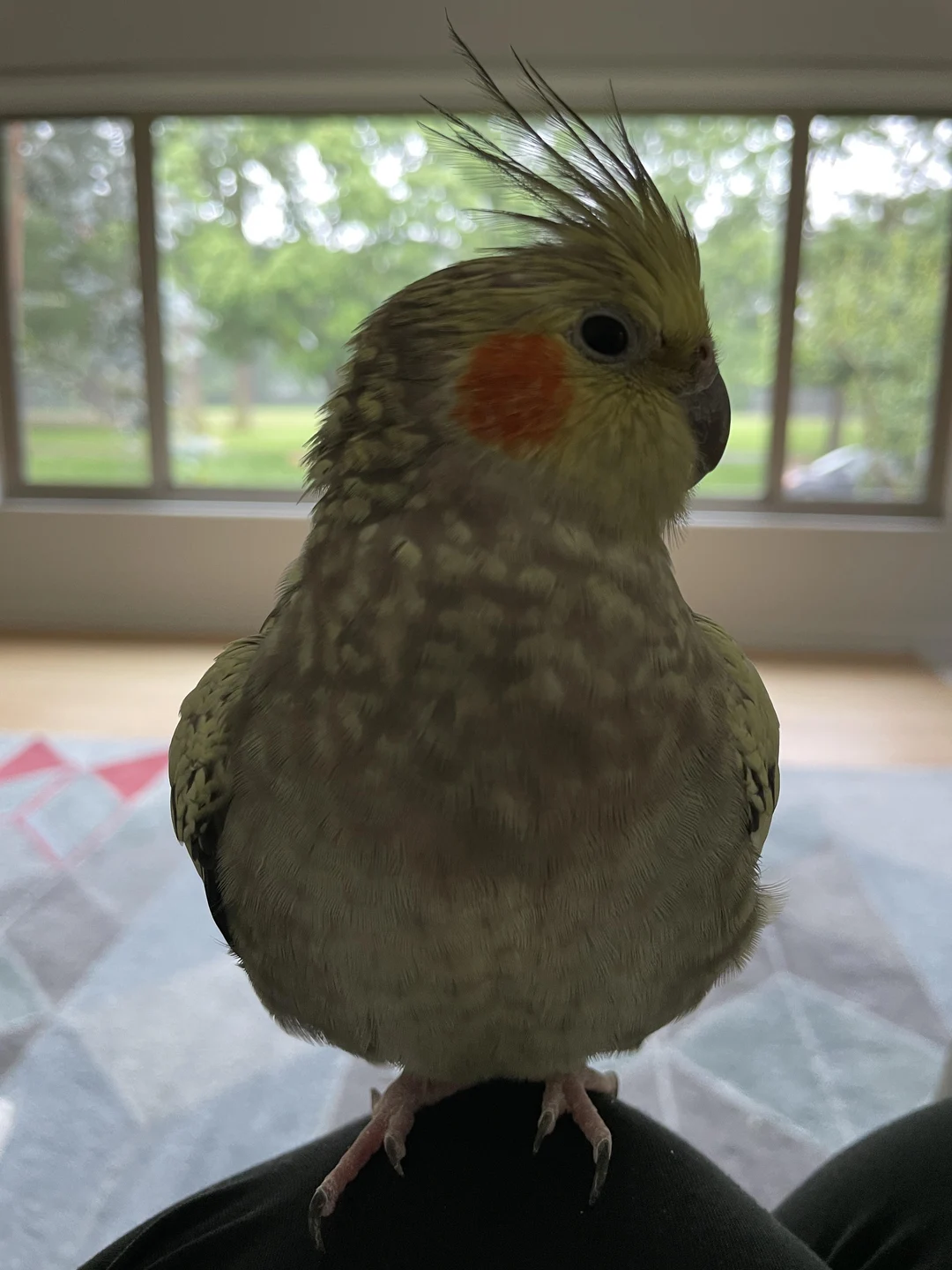 Weird tongue behavior | Scrolller