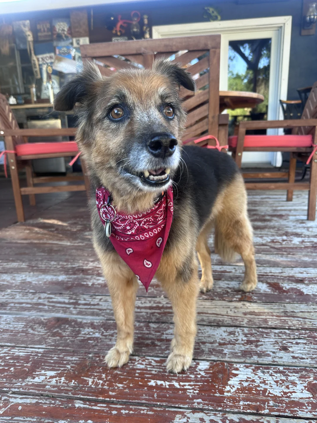 15yr old Australian cattle dog mix | Scrolller