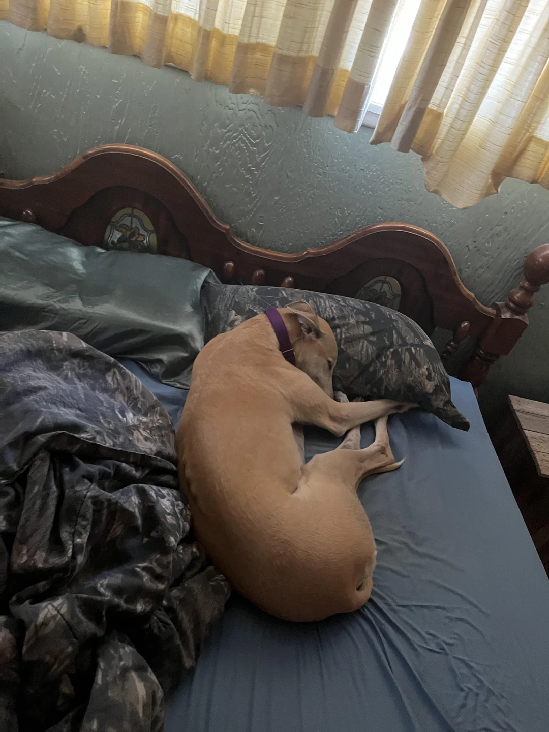 Stella is such a bed hog sometimes. | Scrolller