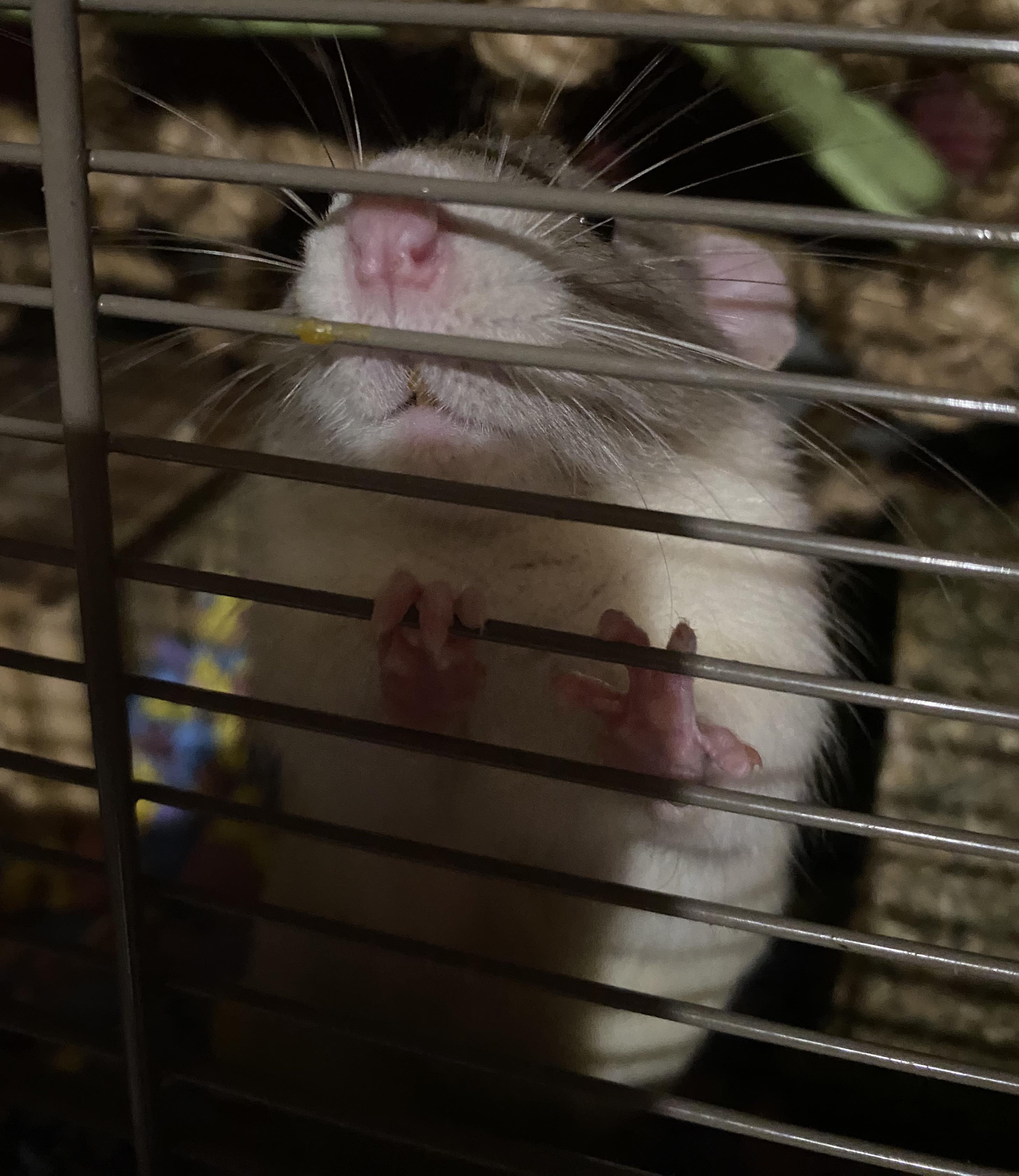 Lemon the BIGGEST BOY, and how big is your biggest rat | Scrolller
