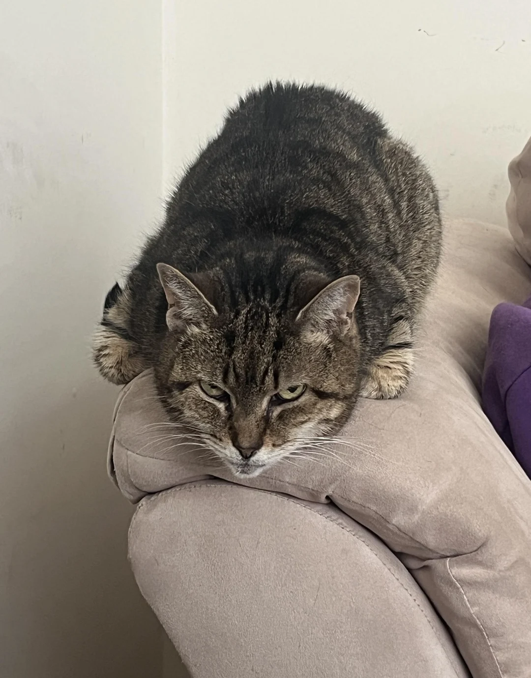 Comfortably Grump Loaf | Scrolller