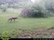 Wet, Mange, or CGI Coyote? | Scrolller