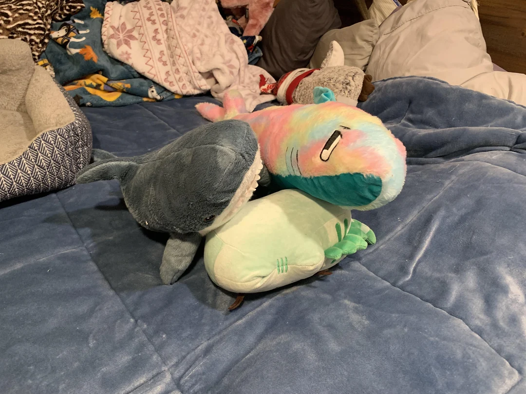 Blahaj and friend :) | Scrolller