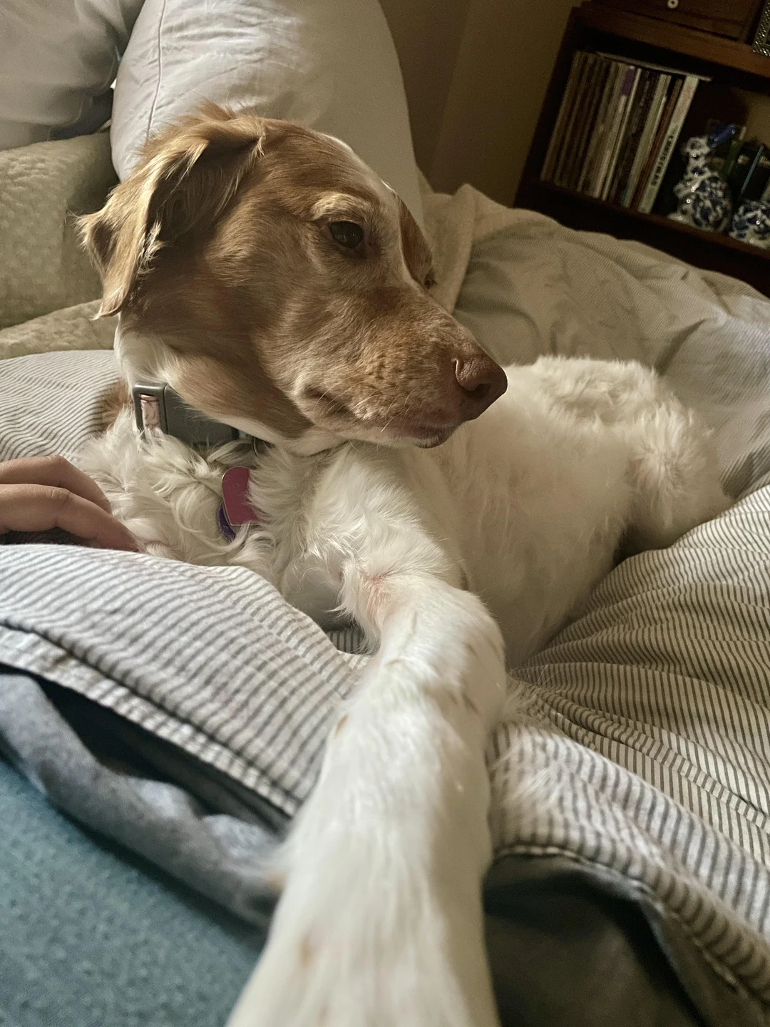 Electric blanket cuddle pile with Sally. | Scrolller