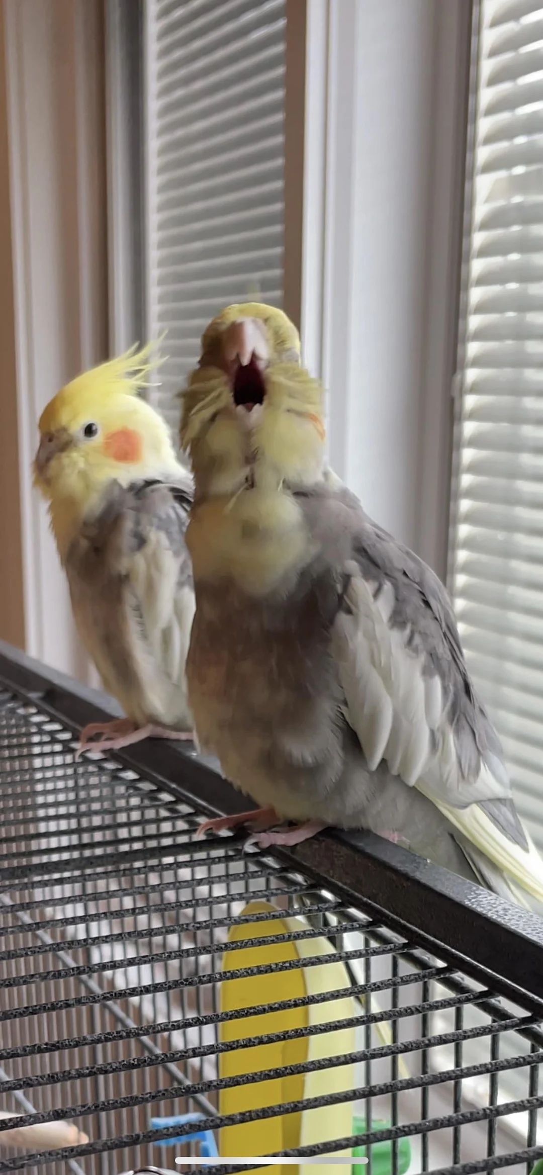 I am Abdo, hear me roar | Scrolller