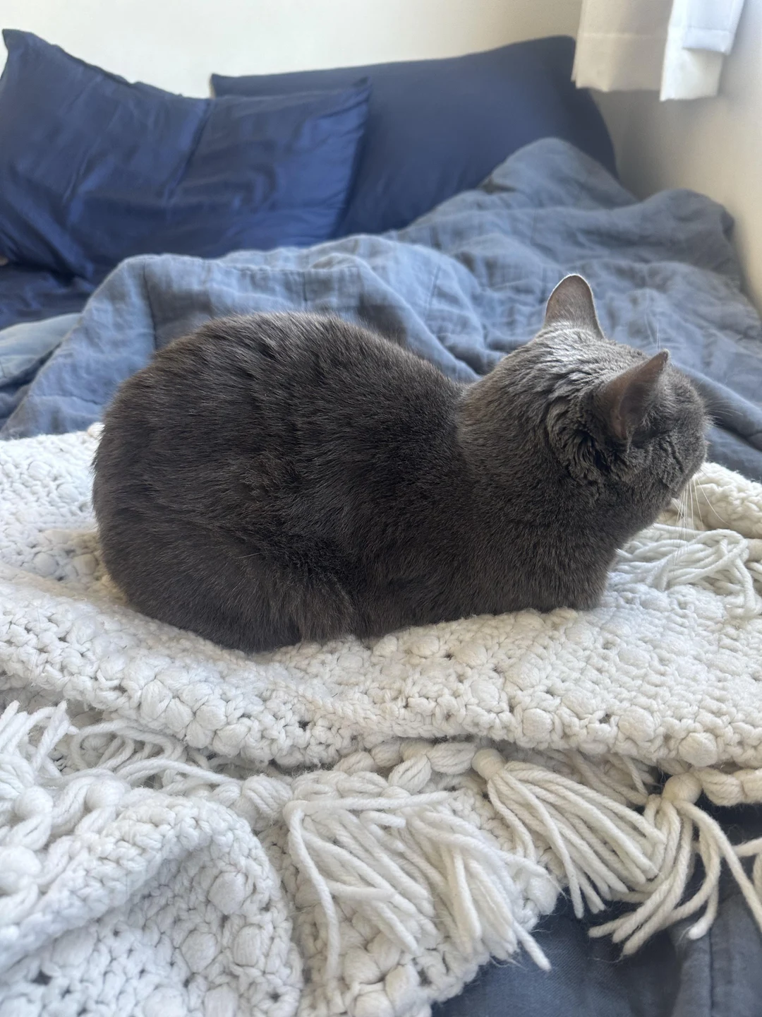 Ideal body shape | Scrolller