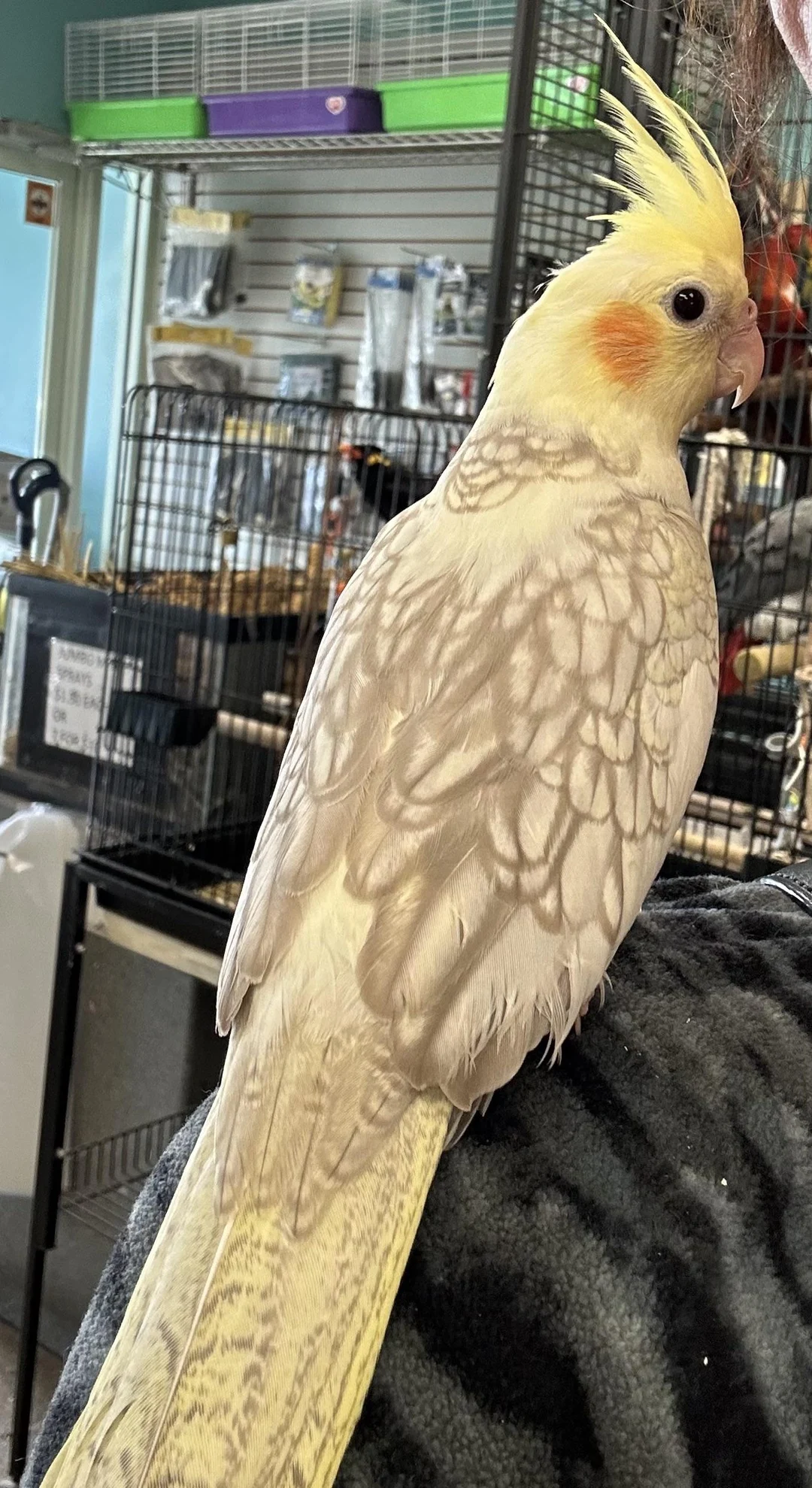 Male or female | Scrolller