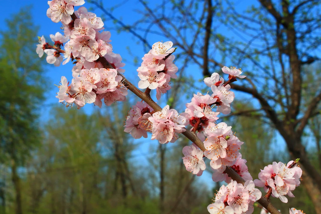 Springtime cherry blossoms | Scrolller