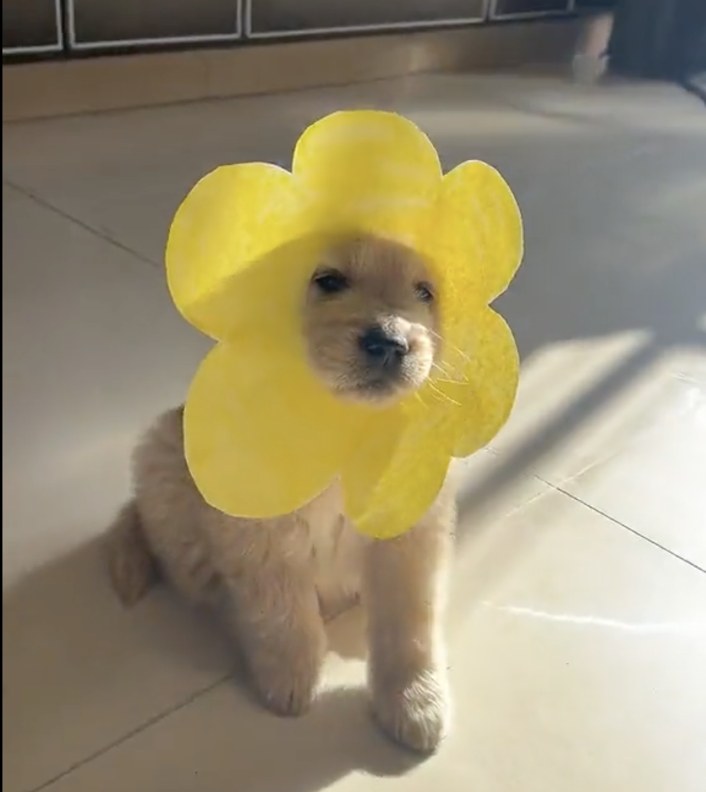 Doggo sharing little sunshine.. | Scrolller