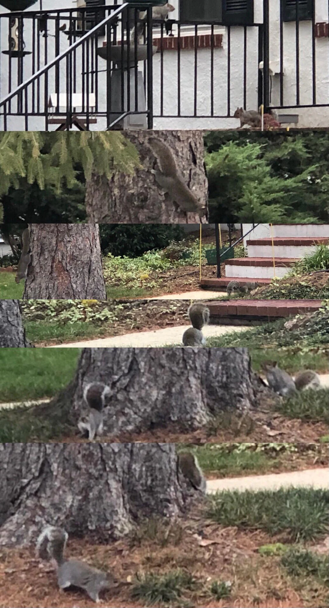After work, I always see that my neighbors have a nice Squirrel playground, and they scurry up ...