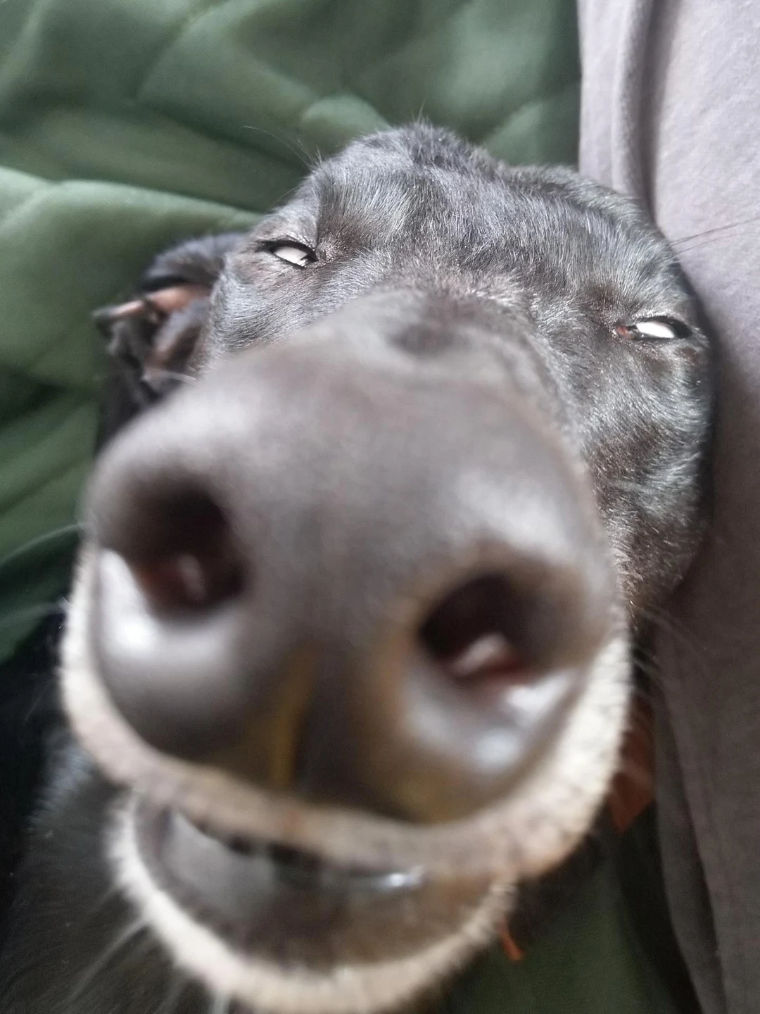 This is Poppy, primed for a booped snoot | Scrolller