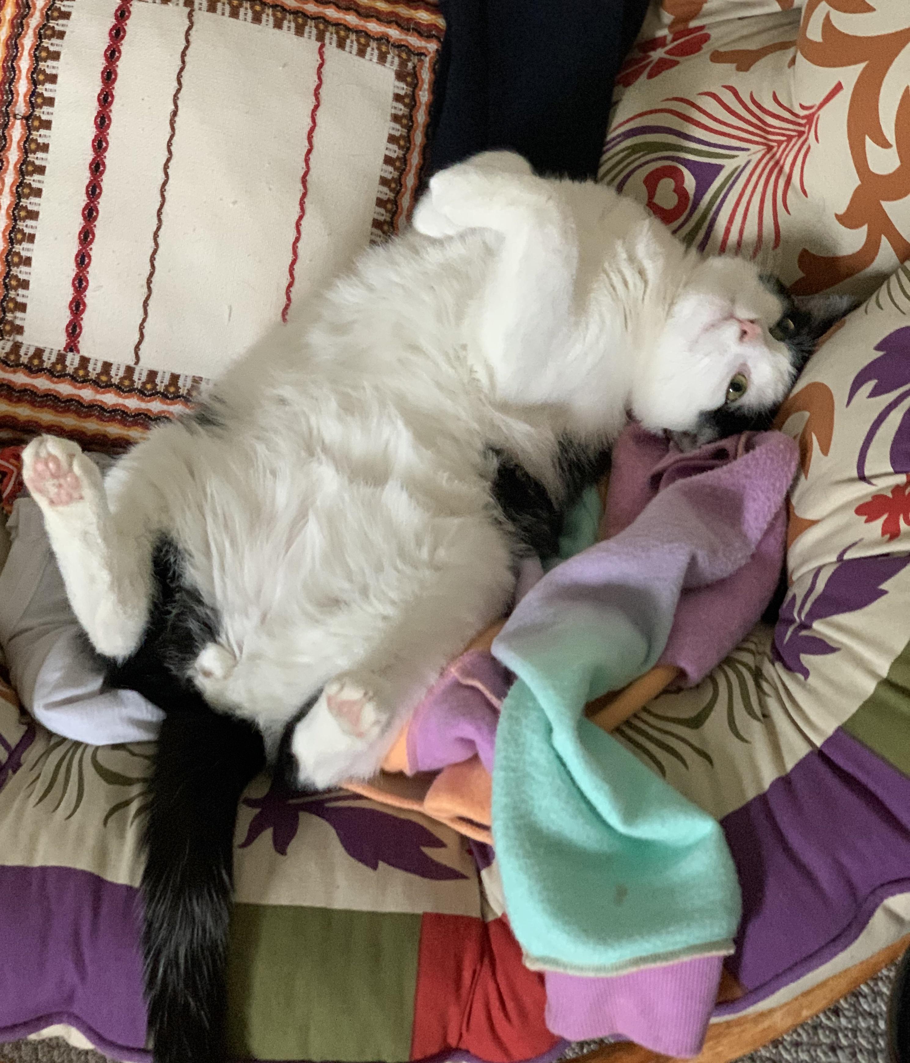 Big Linus (OC) | Scrolller