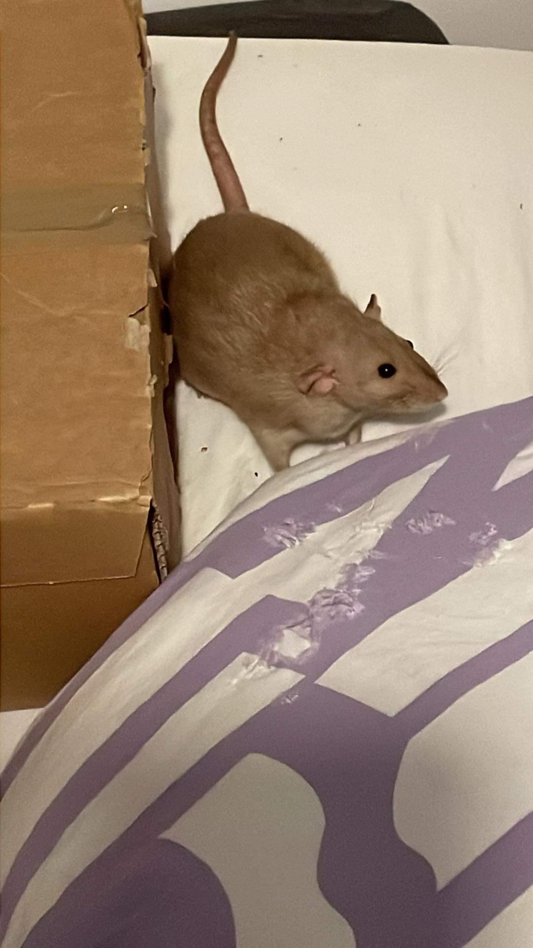 Help with decision | Scrolller