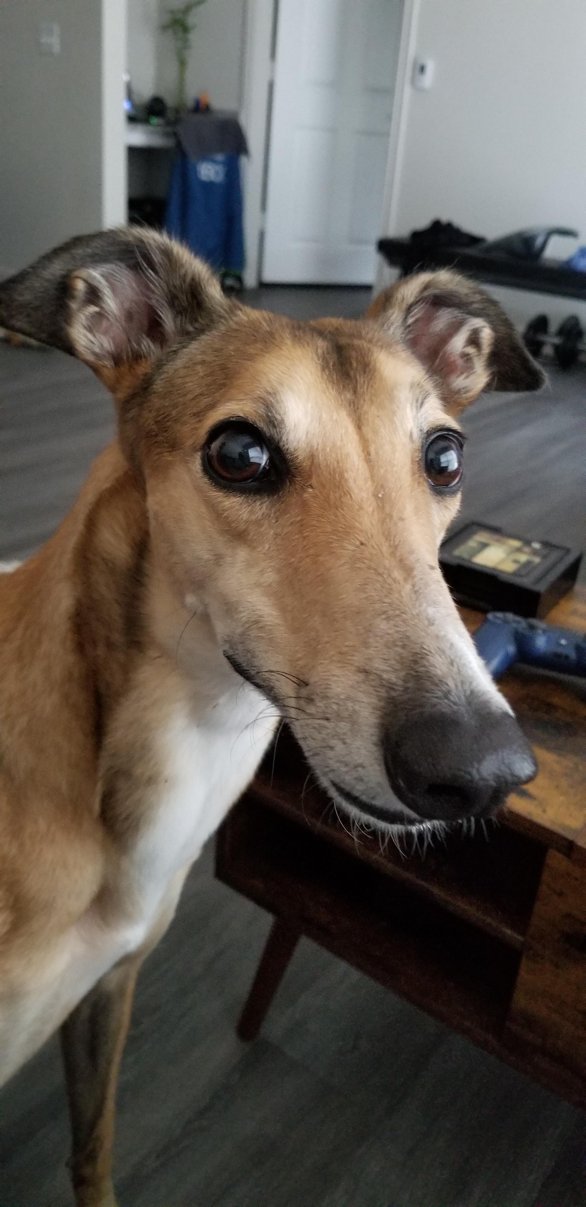 Das Snoot | Scrolller