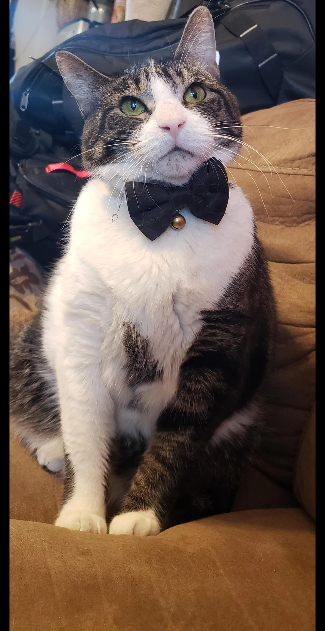 This is Mr Pudge, a distinguished gentleman | Scrolller