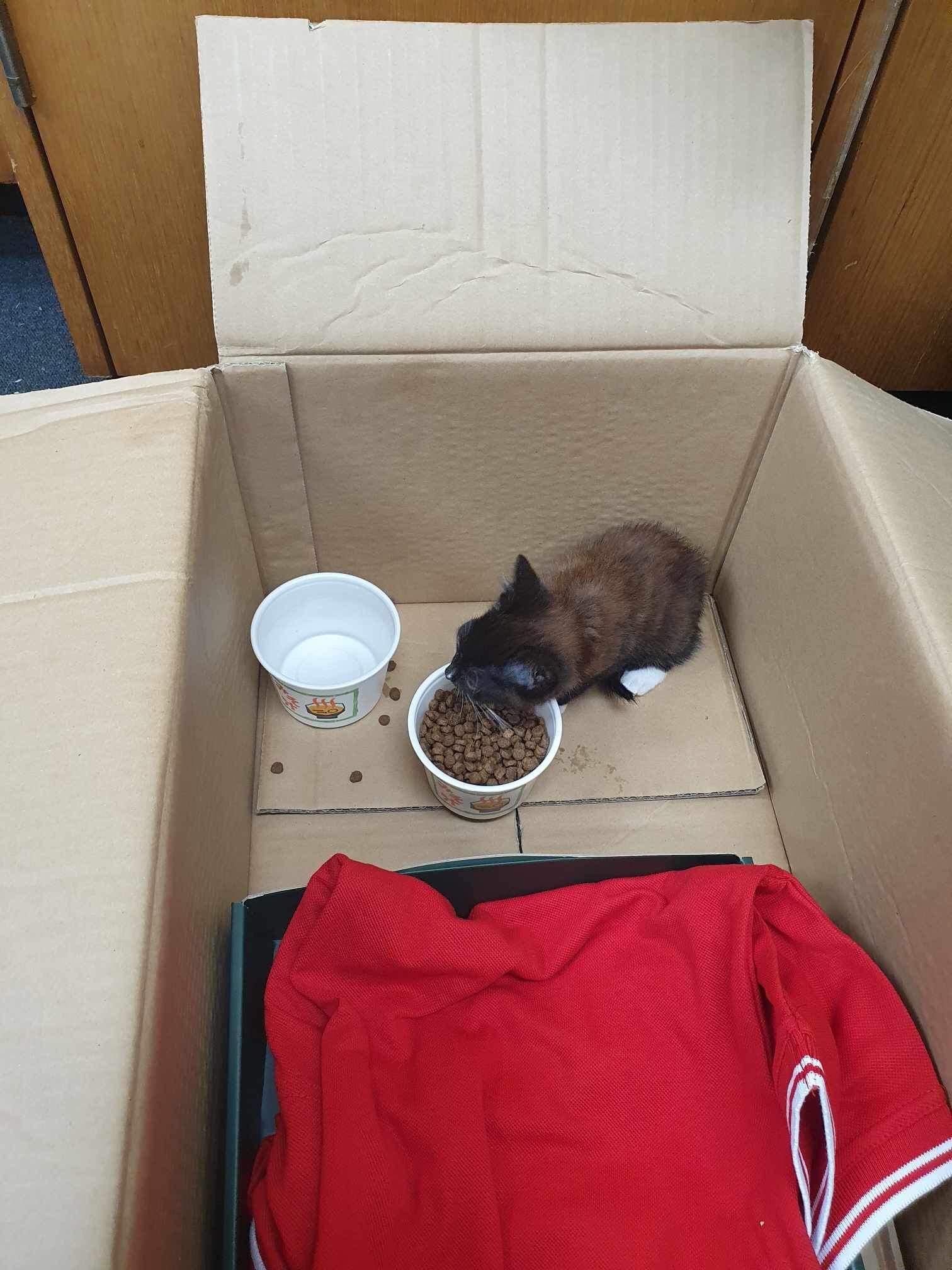 We were chosen! I think her name is Cocoa Beans | Scrolller