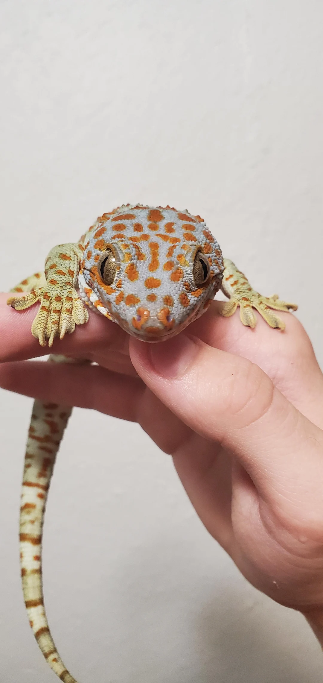 Discover more like Geckos: Goofy lil man and Related Content | Scrolller