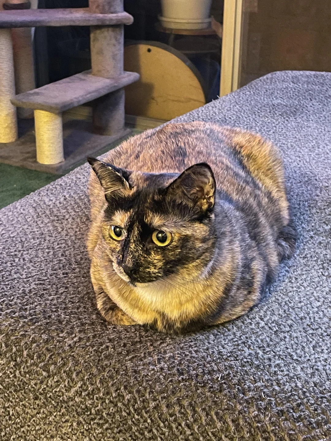 Marble loaf is round and wide eyed O.O | Scrolller