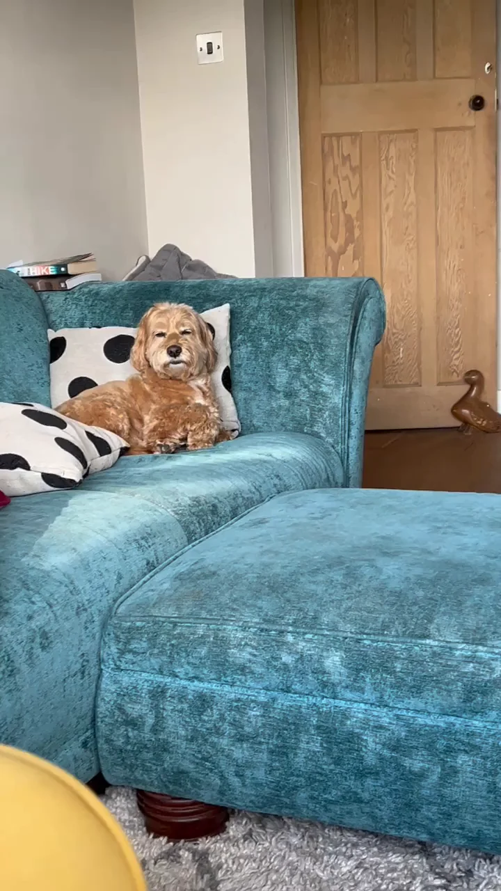 My rescue dog then vs now :) | Scrolller