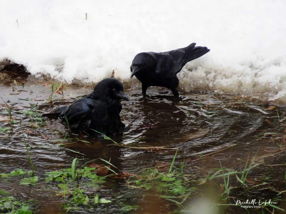 American crow (Corvus brachyrhynchos) | Scrolller