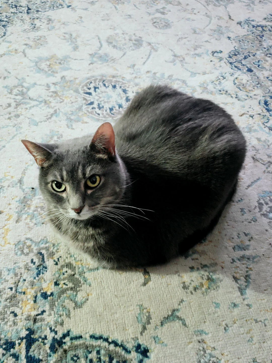 Little gray loaf. | Scrolller