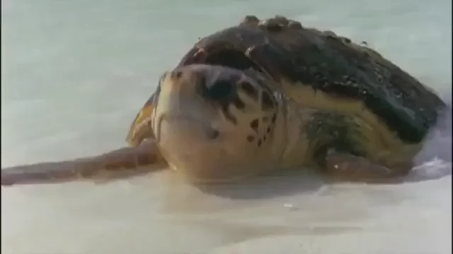Sea Turtle teaches Young Tiger Sharks a harsh lesson. | Scrolller