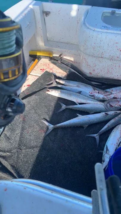 More commercial kingfish fishing. 1232 pounds in total. Those in the deck only filled one fish ...