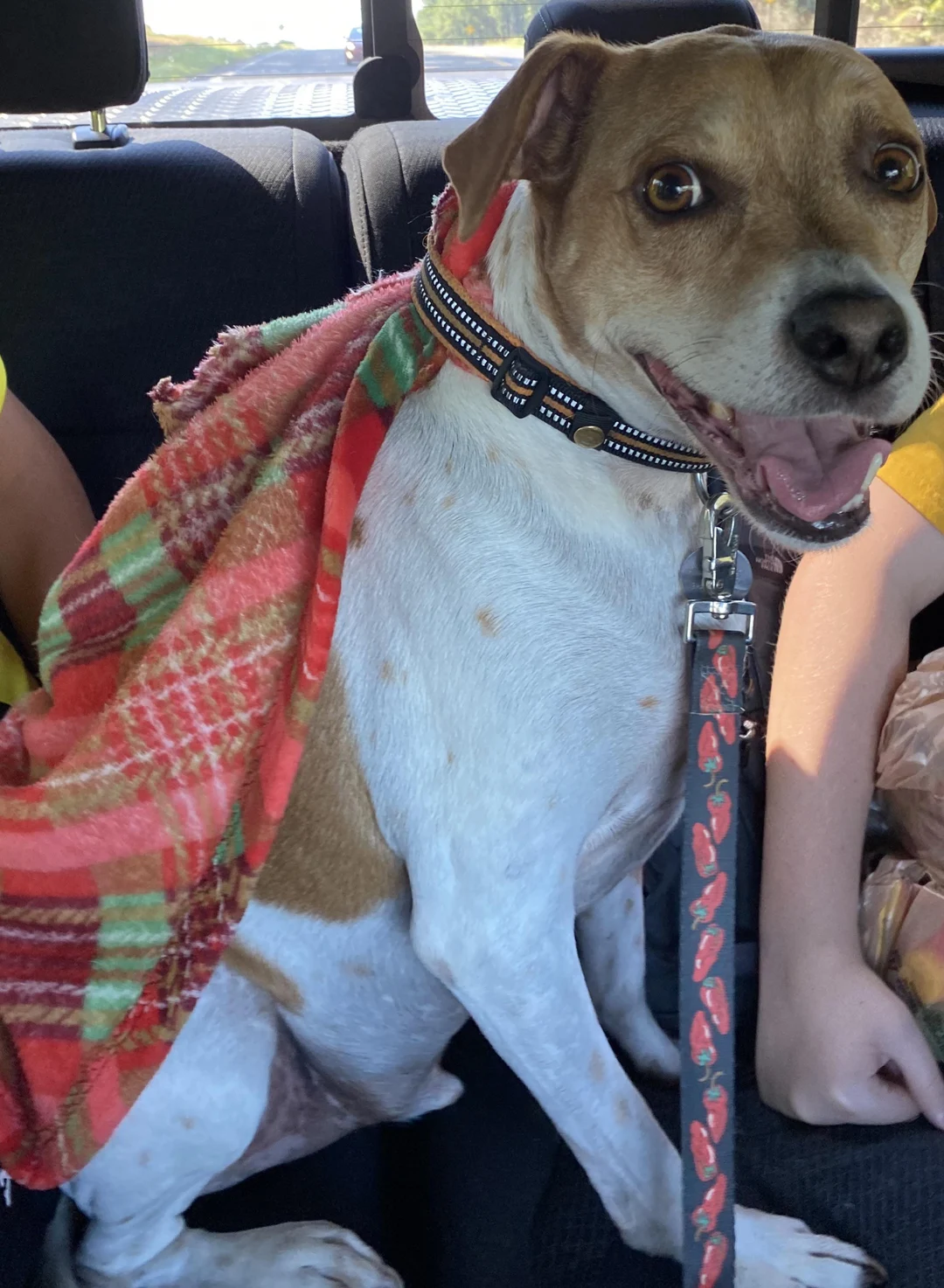 He CHONK | Scrolller