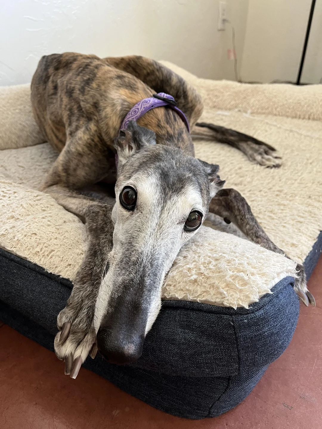 Discover more like Greyhounds: My baby girl and Related Content | Scrolller