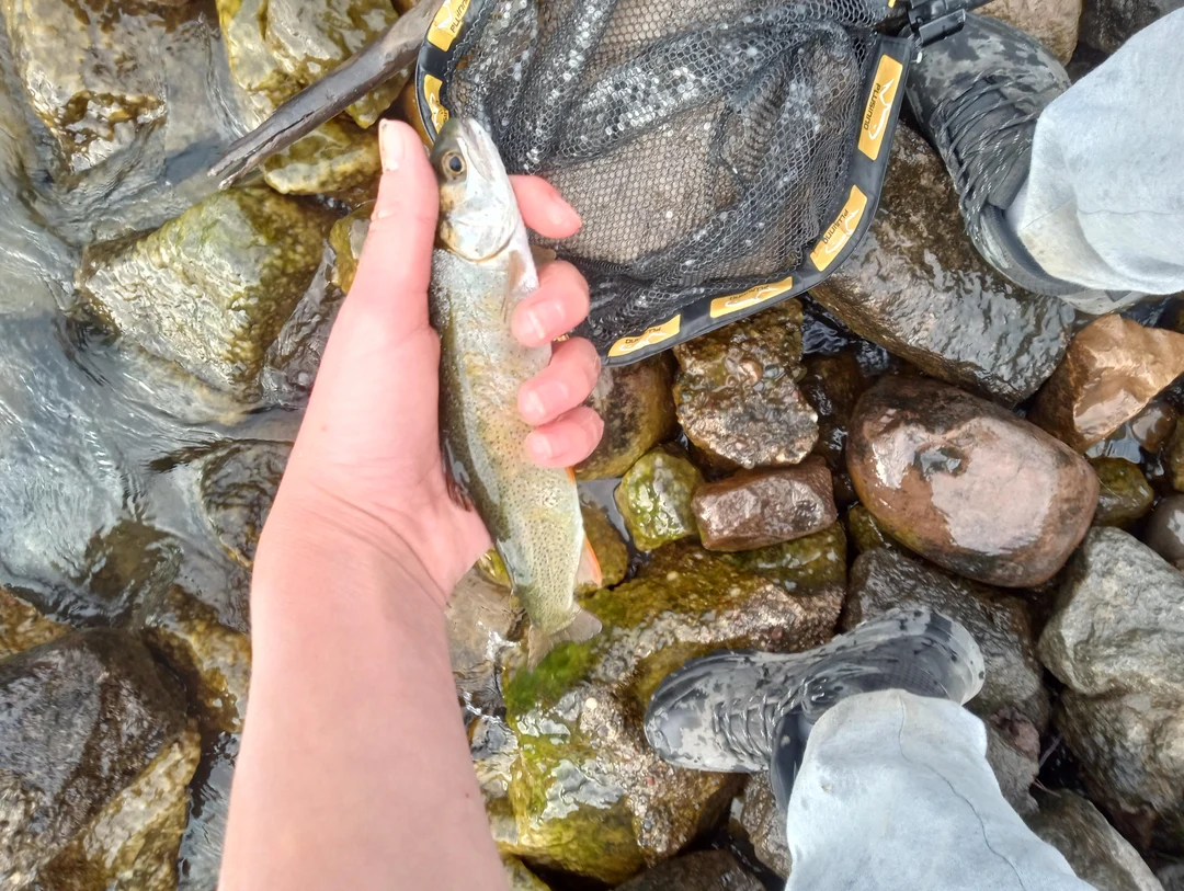 What do we consider a "catch" | Scrolller