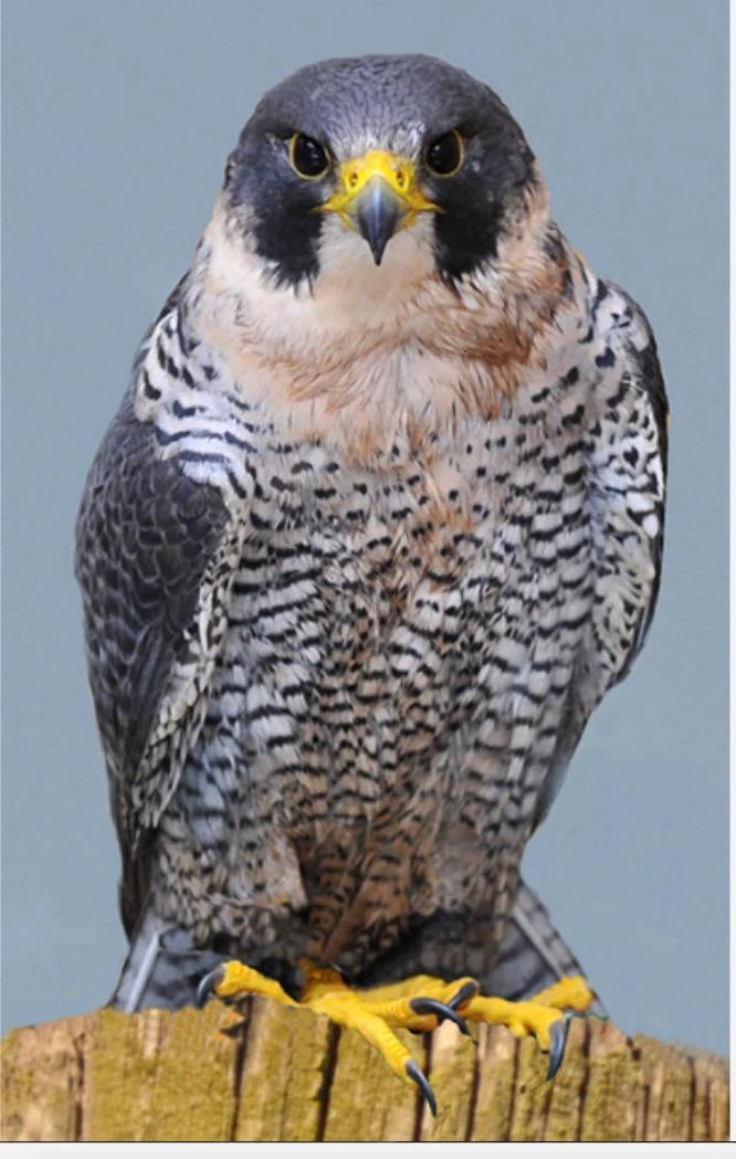 Meet Hans | Scrolller