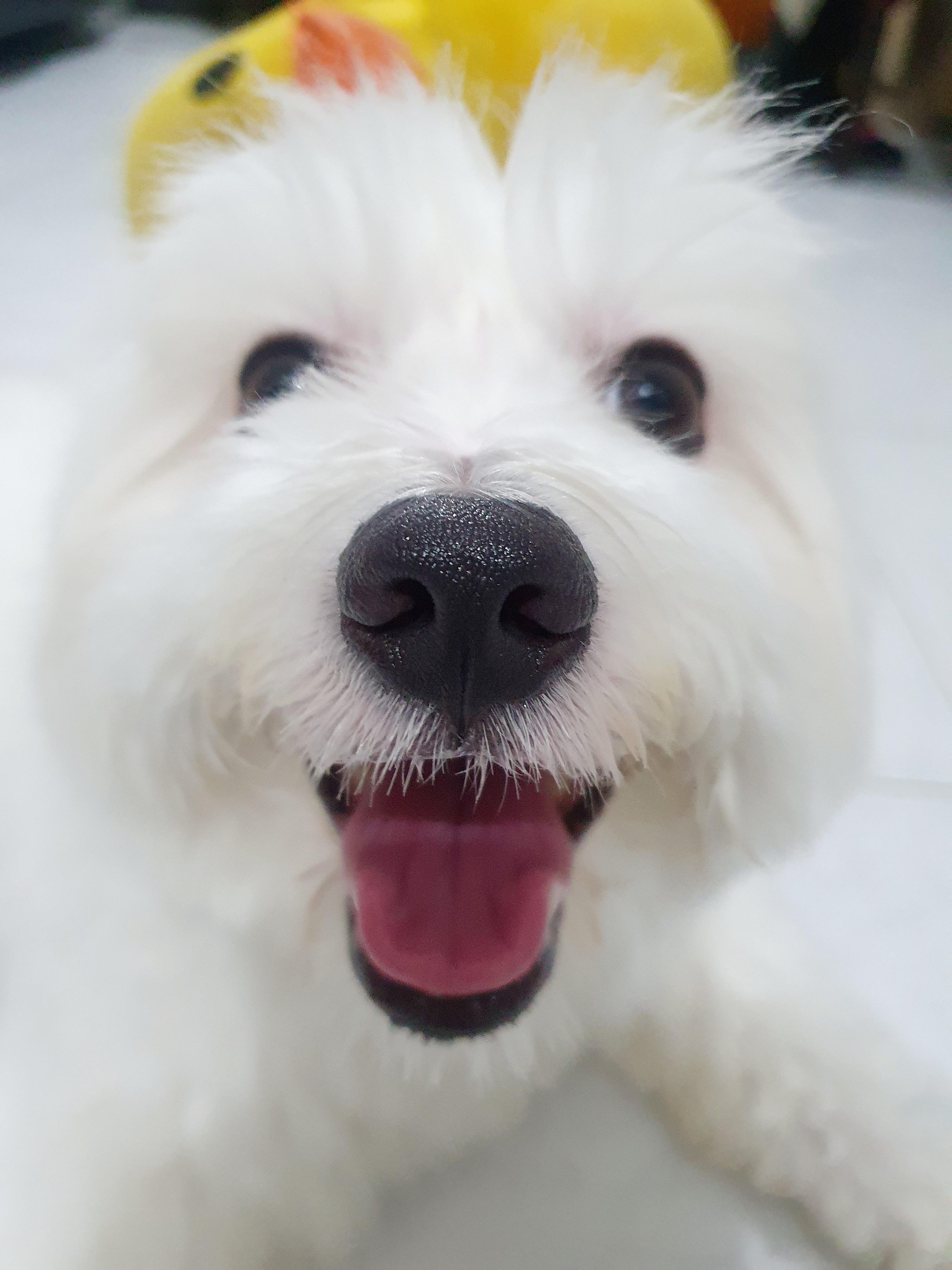 A very boopable nose | Scrolller