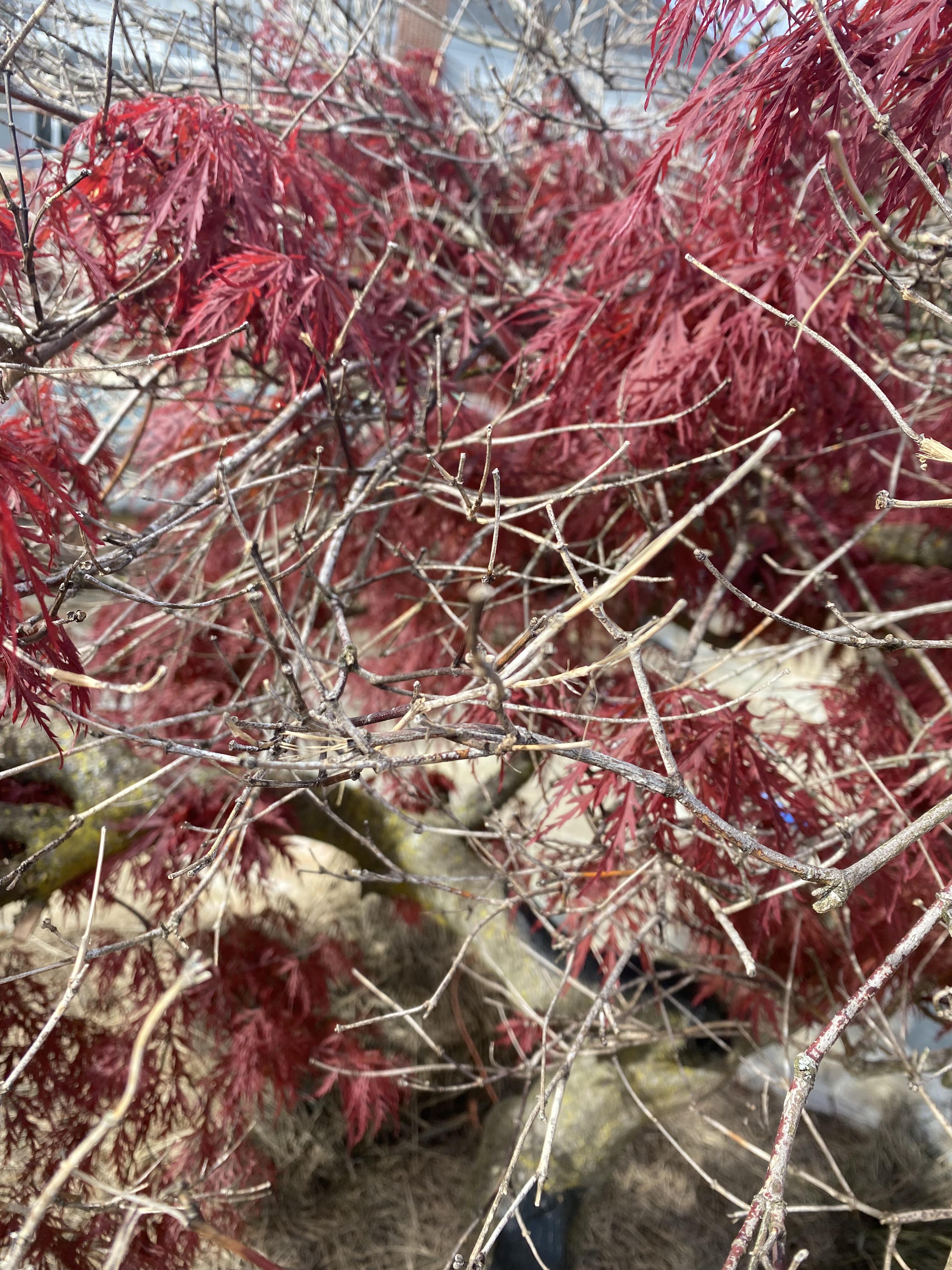 What’s causing this damage on my Japanese maple? | Scrolller