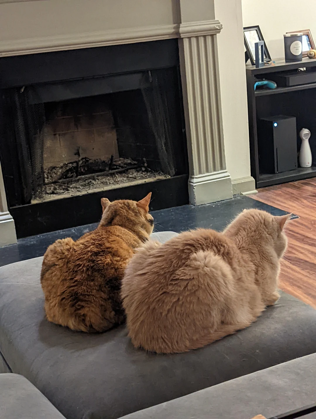 Premium Loaves | Scrolller