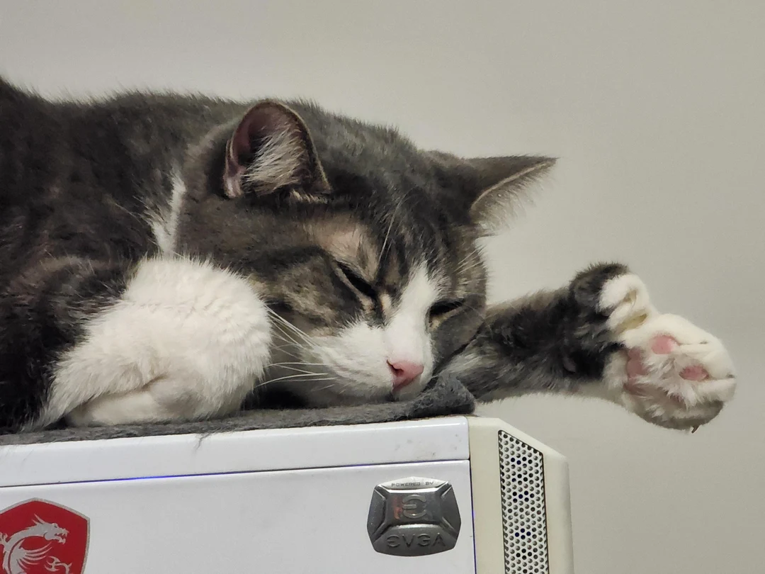 Our little Jessica Jones with her GIANT polydactyl paws 🐾🐾 | Scrolller