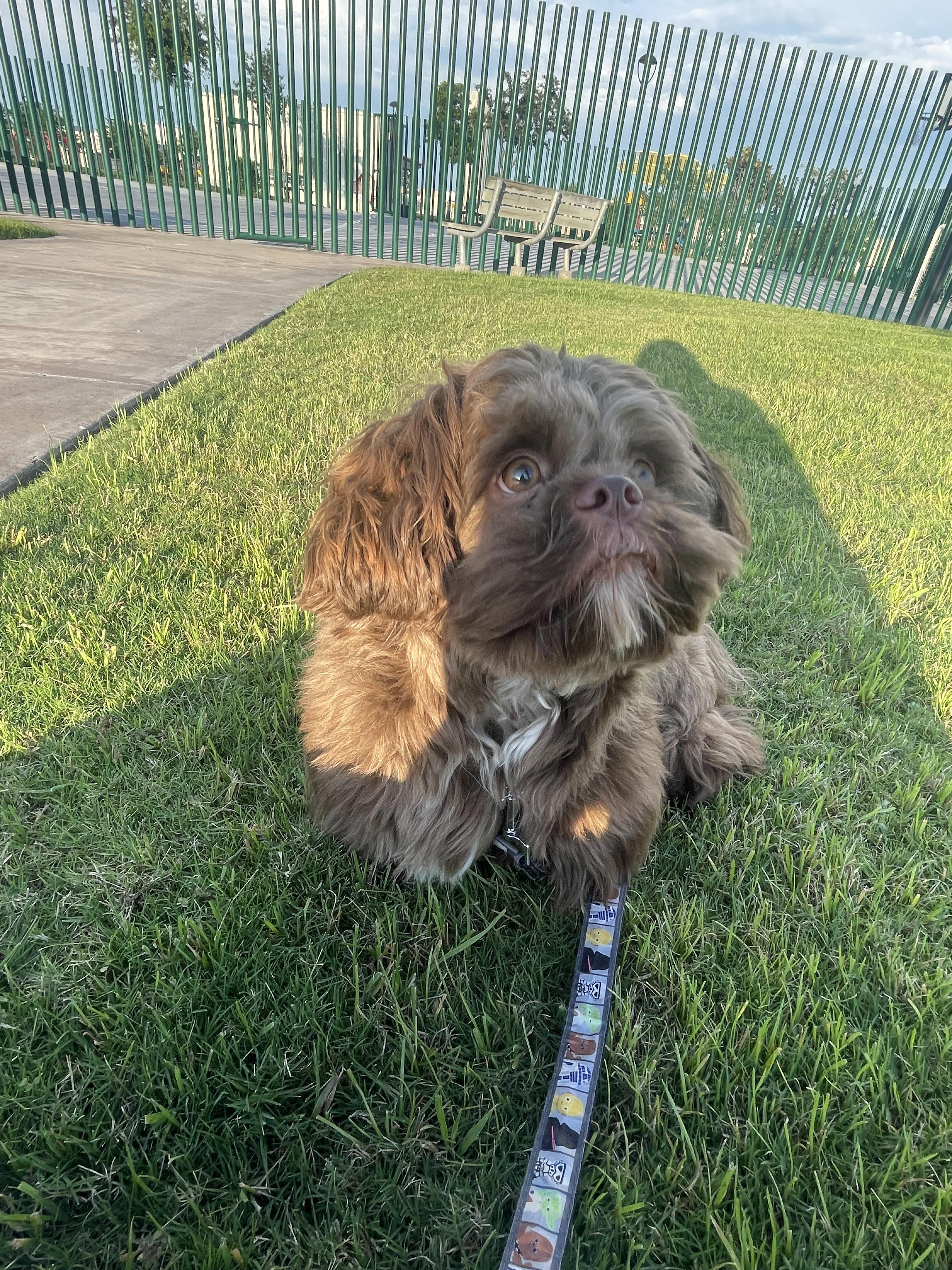 My chewbacca looking pup 🥰🐶🐻 | Scrolller