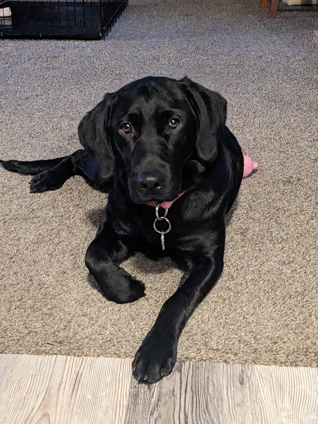 Miss Mabel Being Sad And Pretty Scrolller