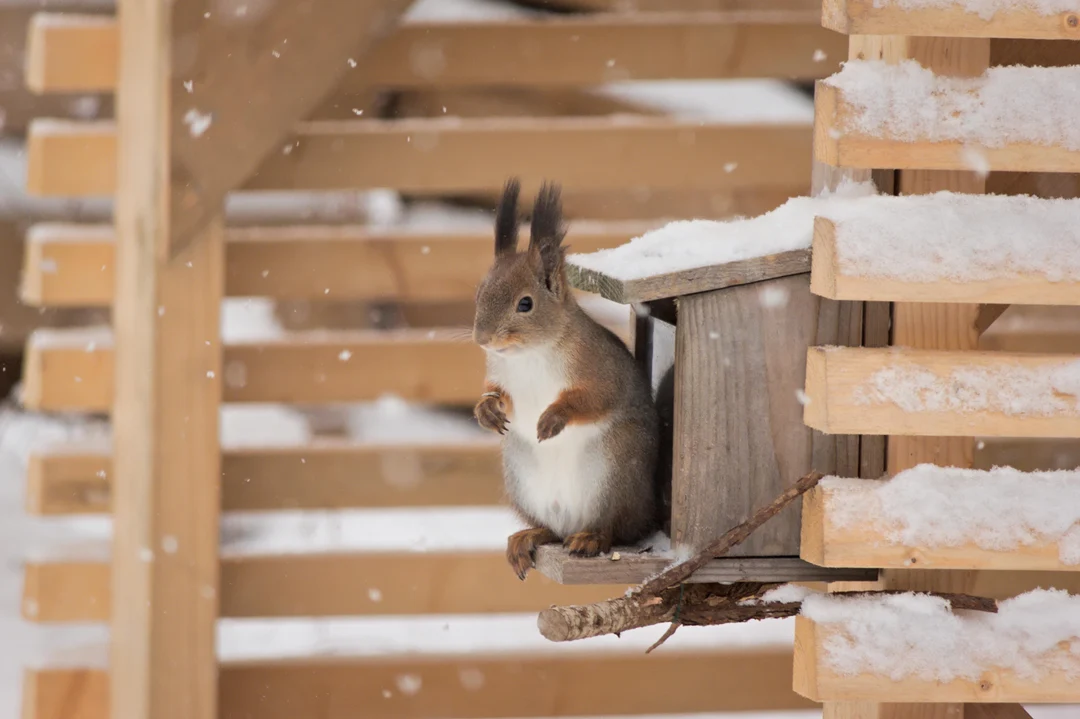 Discover more like Squirrels: A handsome boy and Related Content | Scrolller